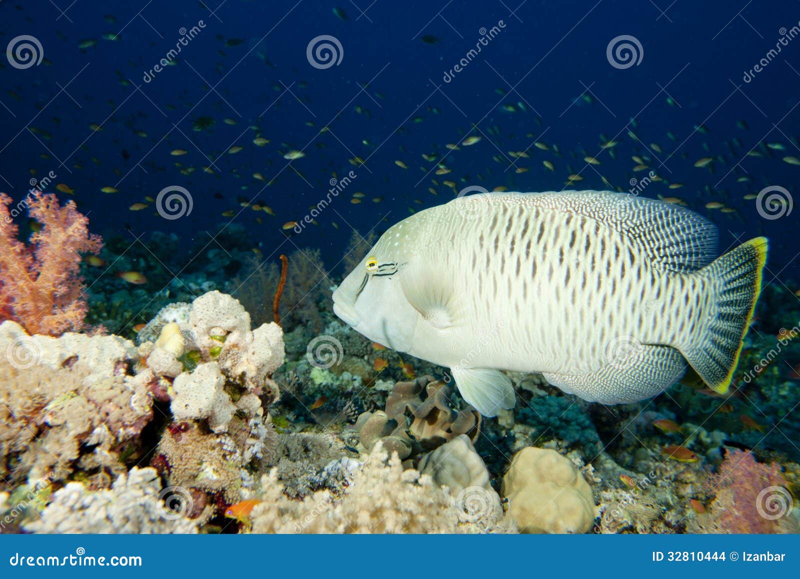 Junge Napoleon-Fische Unterwasser Stockfoto - Bild von engel ...