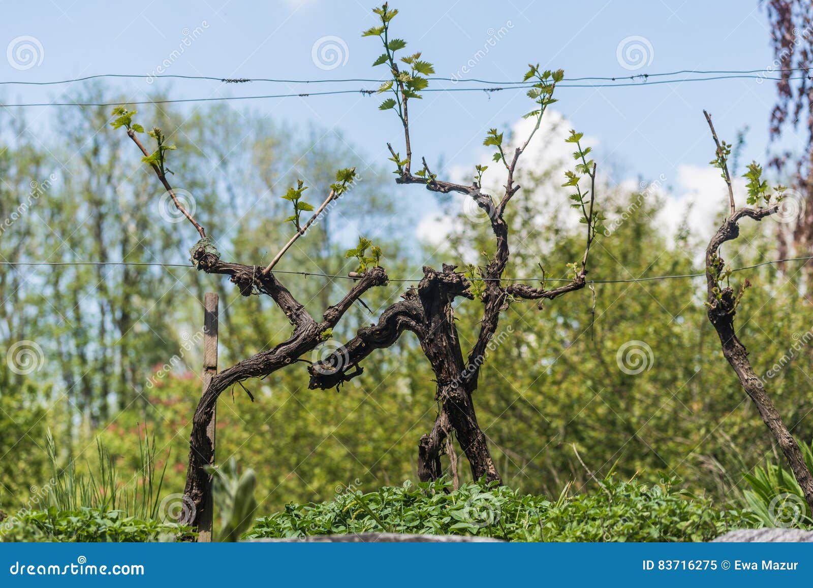 Junge Reben stockbild. Bild von wachsen, jung, pflanzen - 83716275
