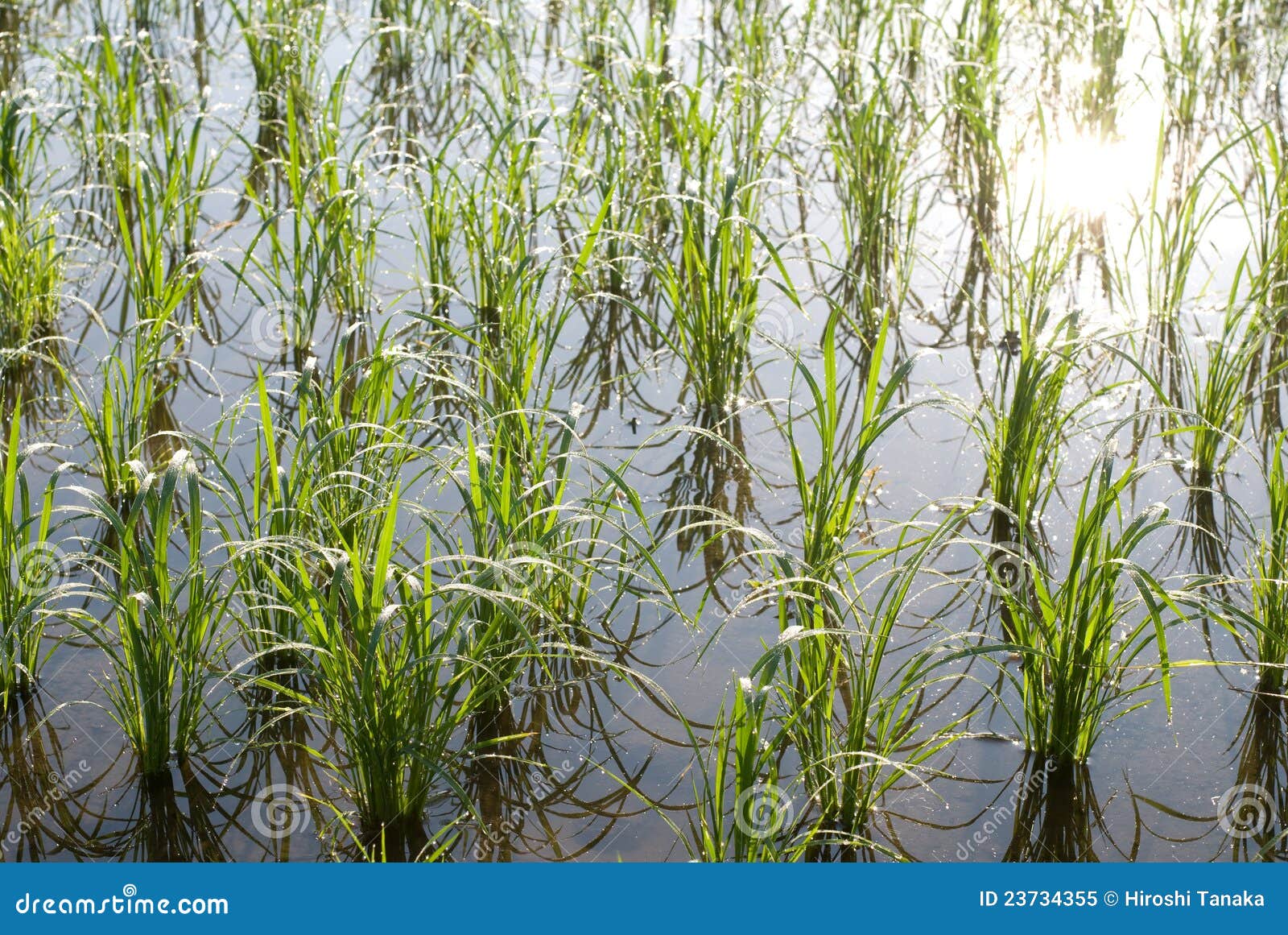 Junge Reispflanze stockbild. Bild von mais, gras, asien - 23734355