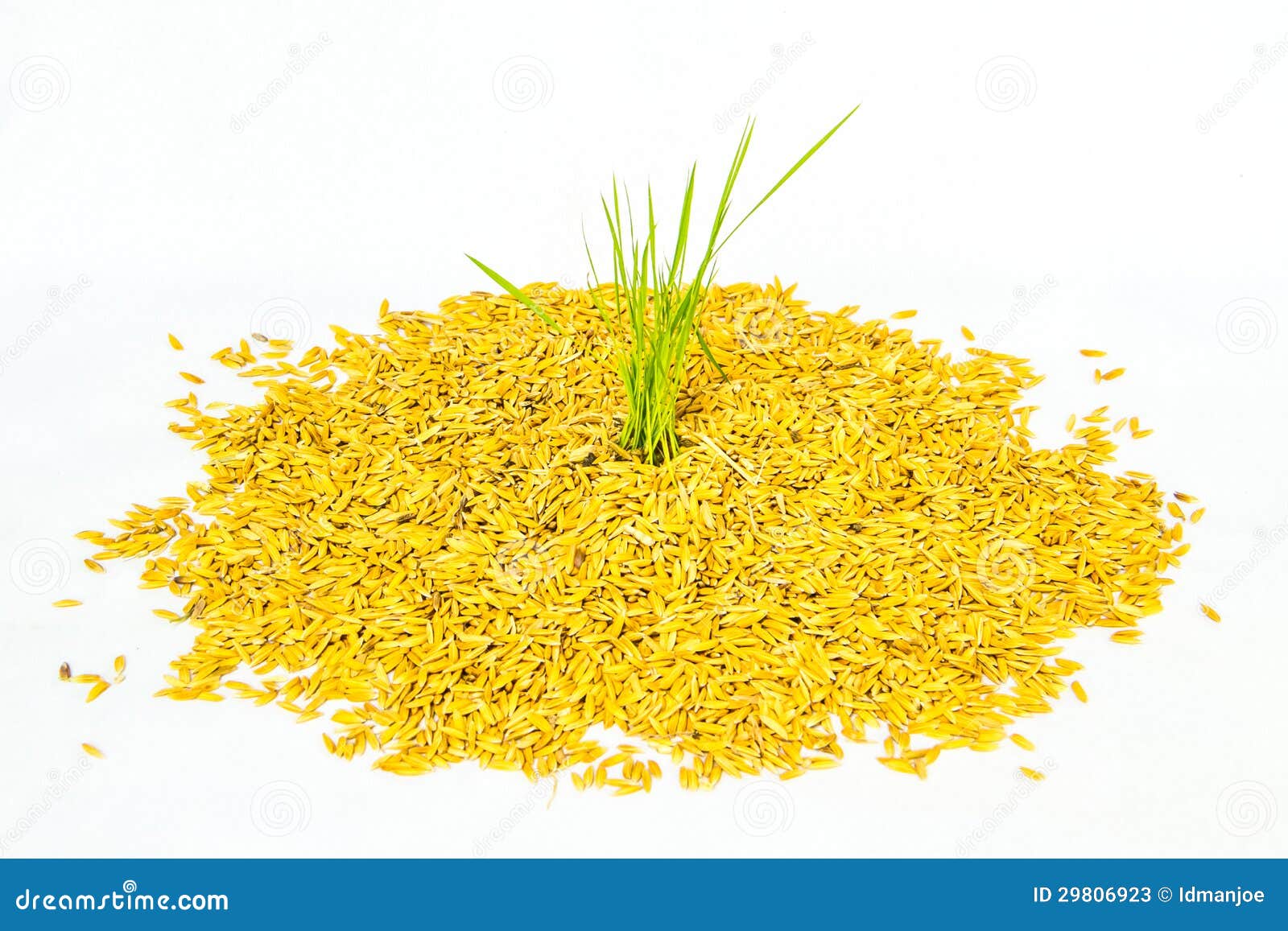 Junge Reispflanze Im Paddyboden Stockbild - Bild von ökonomisch ...