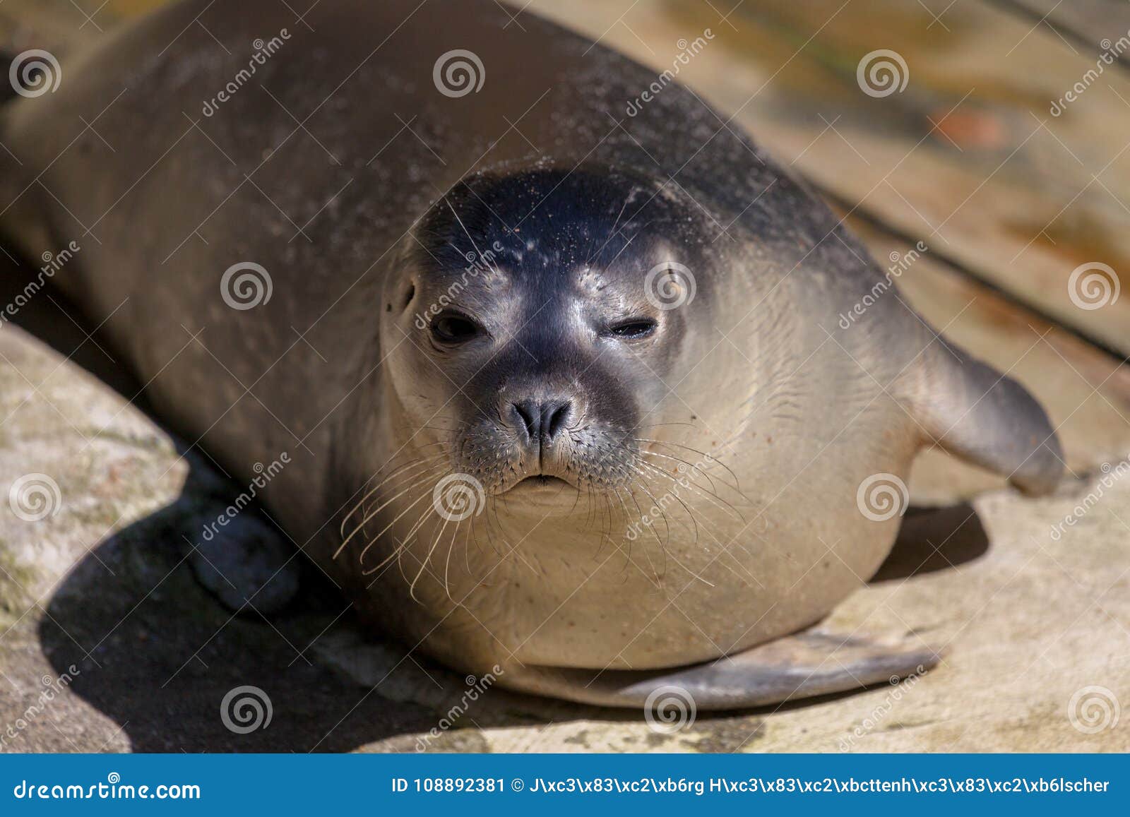 Junge Robbe Liegt Auf Stein Unterirdisch Stockbild - Bild von nagetier ...