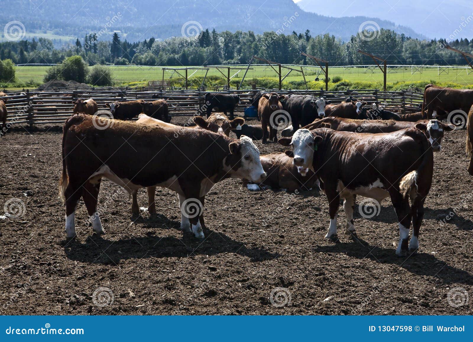 Junge Stiere stockfoto. Bild von tiere, tier, achtung - 13047598