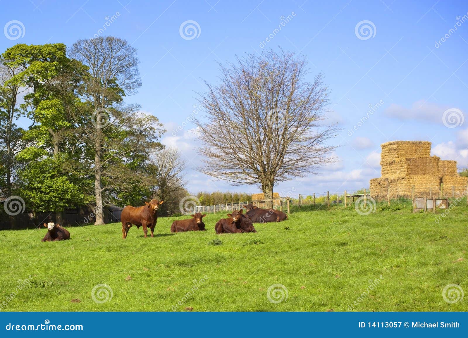 Junge Stiere stockbild. Bild von felder, kommerziell - 14113057