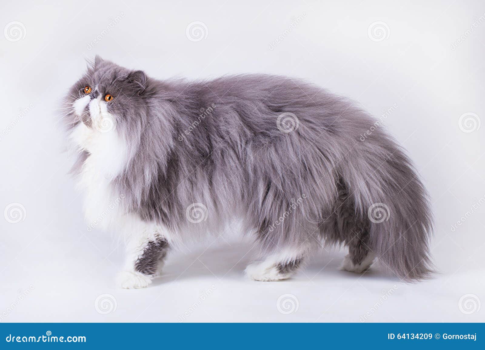 Junge Zweifarbige Persische Katze Stockbild - Bild von meister ...