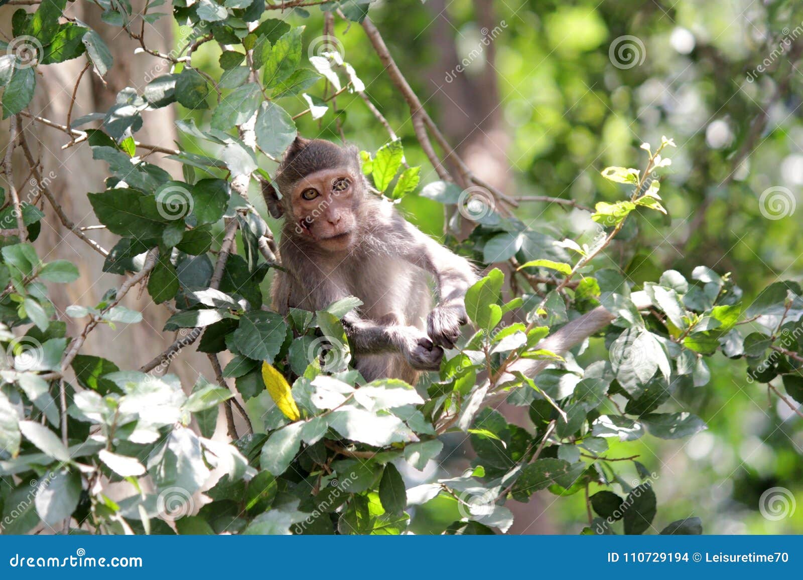 Junger Affe auf dem Baum stockfoto. Bild von fallhammer - 110729194