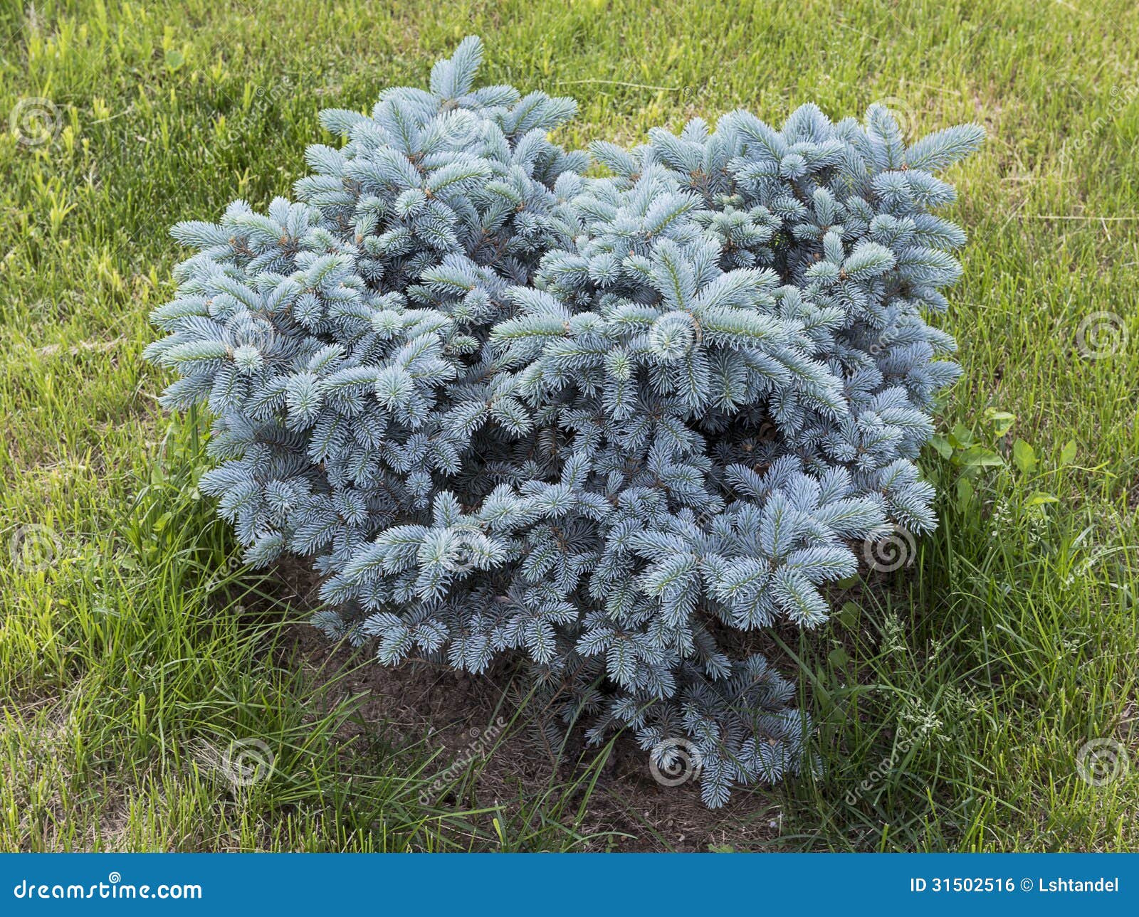 Junger Baum Der Blautanne Auf Dem Rasen Stockfoto - Bild von immergrün ...
