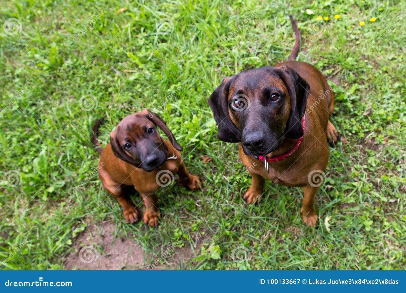 Junger Bayerischer Geruchjagdhund Mit Mutter Stockbild - Bild von park ...