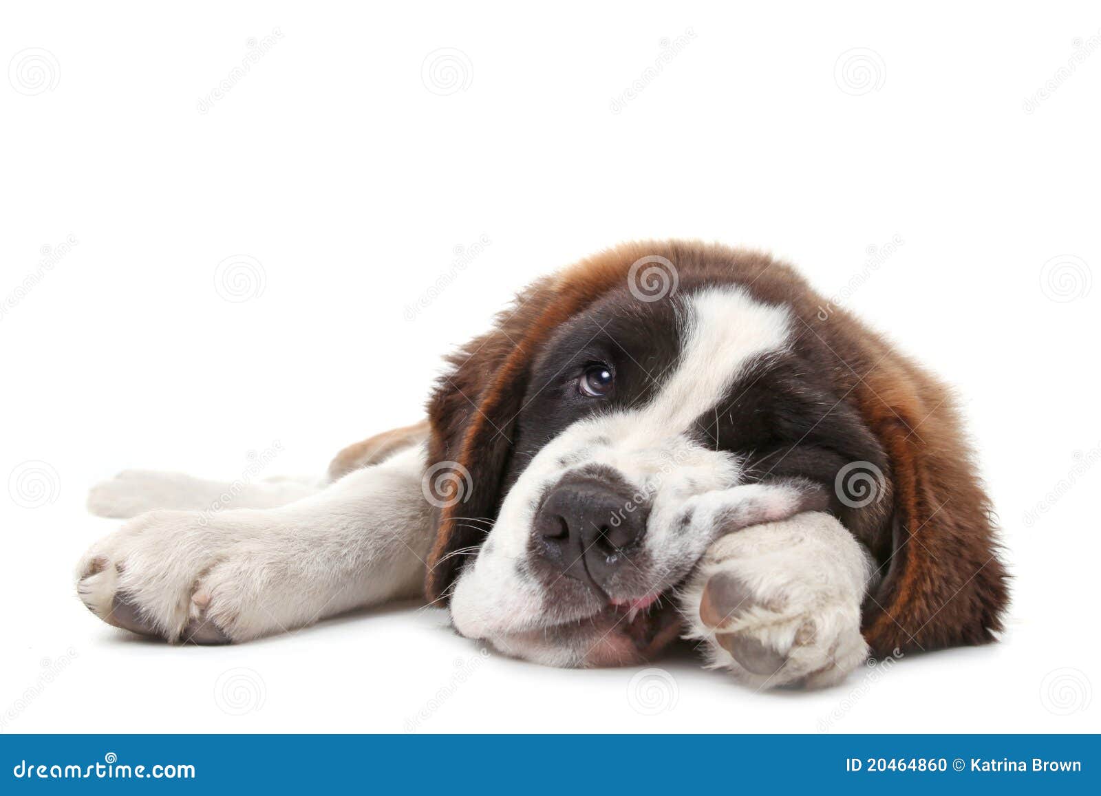 Junger Bernhardiner-Welpe Auf Weißem Hintergrund Stockfoto - Bild von ...