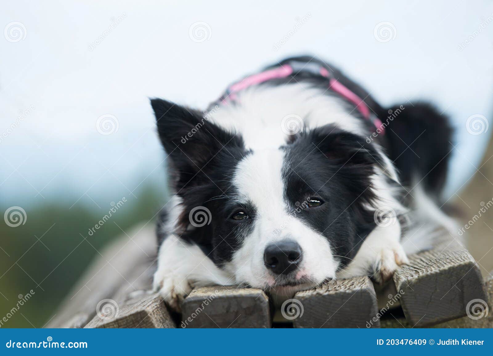 Young Border Collie Dog Lying on a Bench Stock Image - Image of tired ...