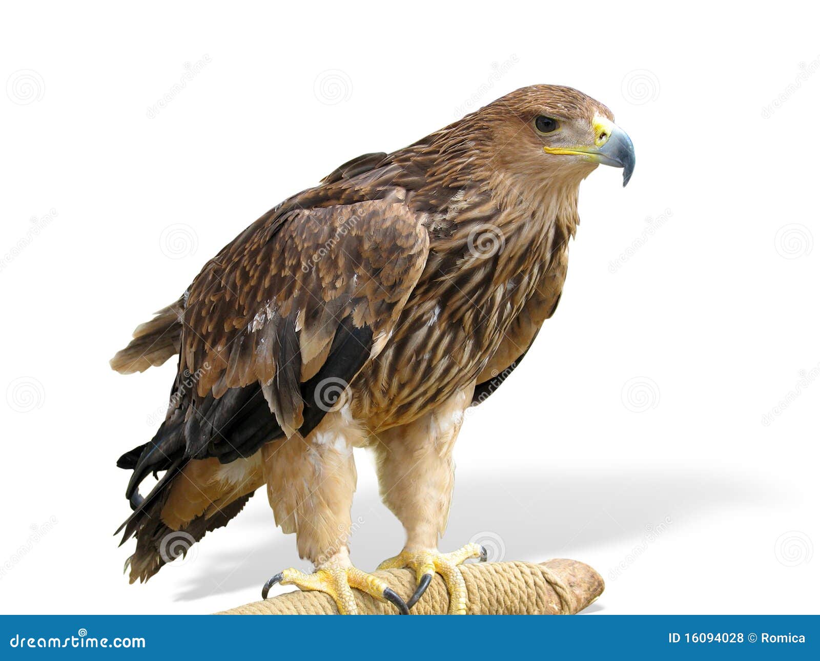 Junger Brauner Adler, Der Auf Einem Support Sitzt Lizenzfreie ...