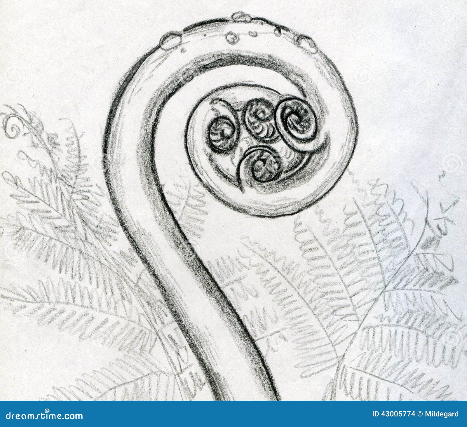 Junger Farn skizziert stock abbildung. Illustration von papier - 43005774
