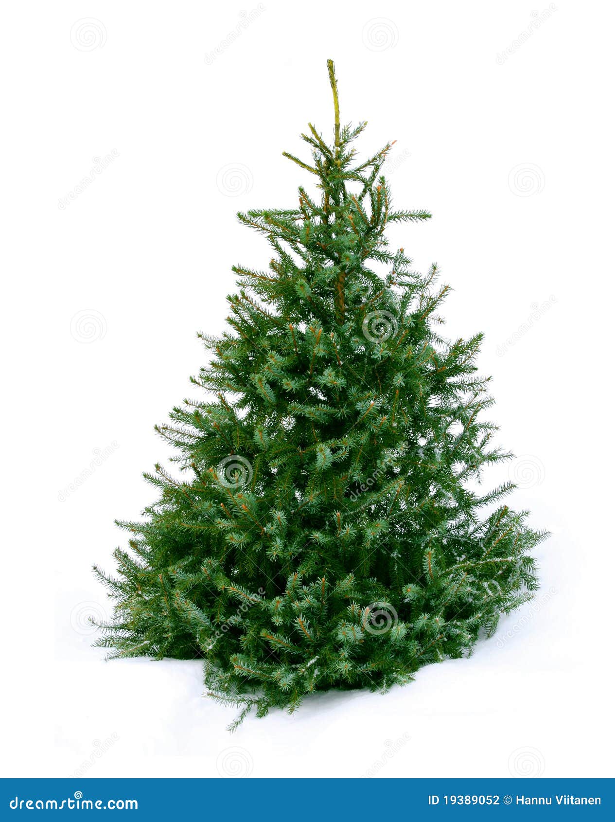 Junger Grüner Tannenbaum Auf Schnee Stockfotografie - Bild: 19389052