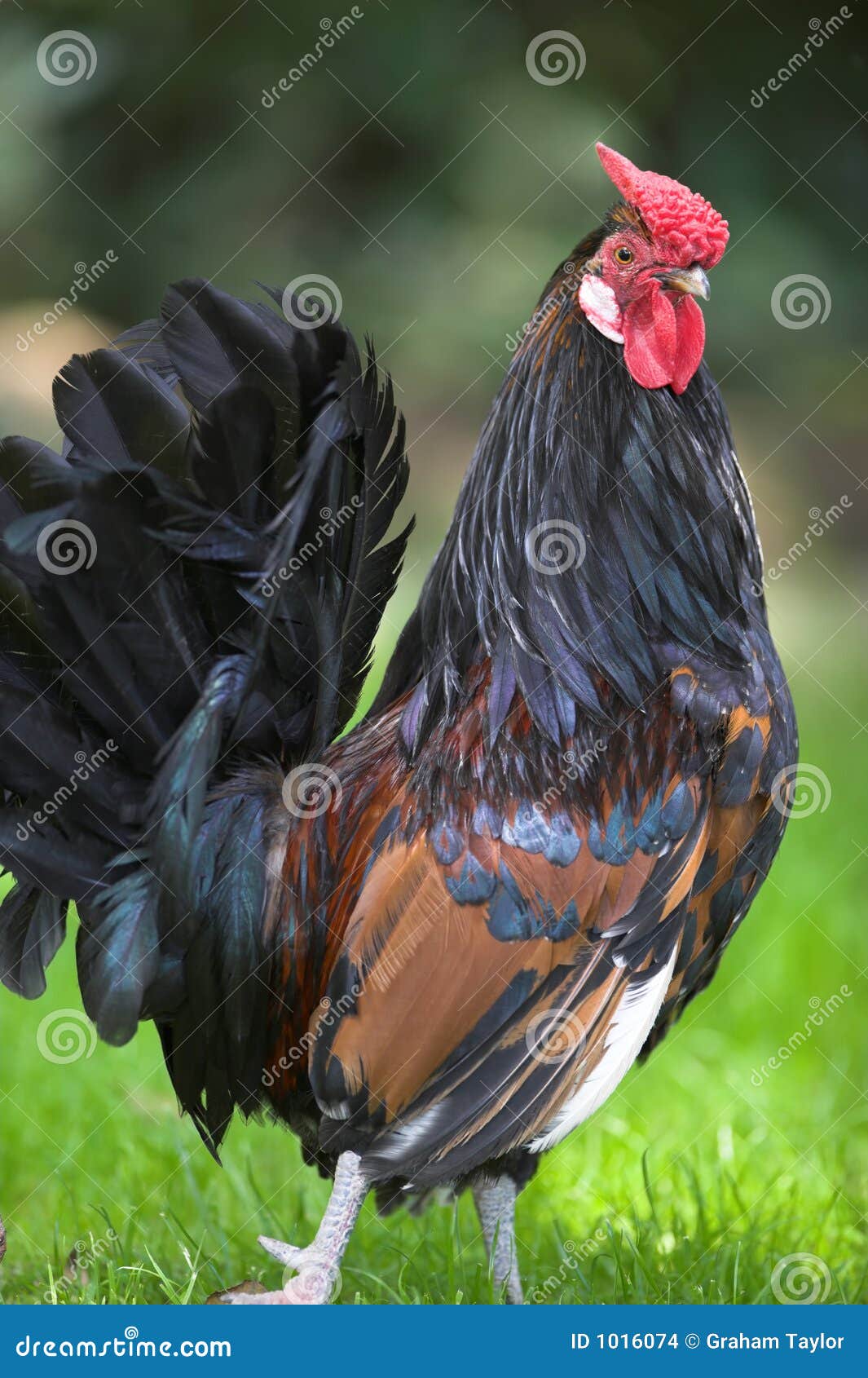 Junger Hahn stockfoto. Bild von landwirt, huhn, stange - 1016074