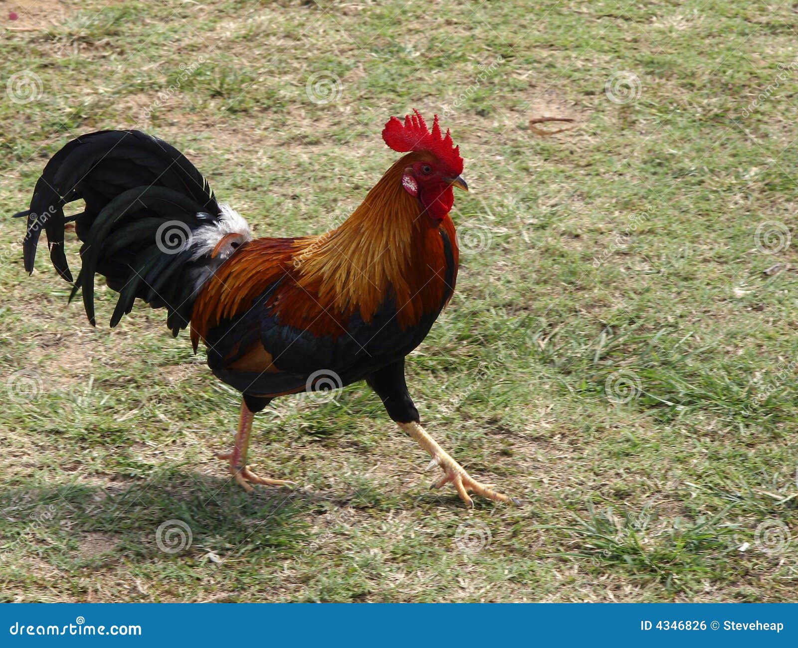 Junger Hahn auf Kauai stockfoto. Bild von geflügel, hintergrund - 4346826