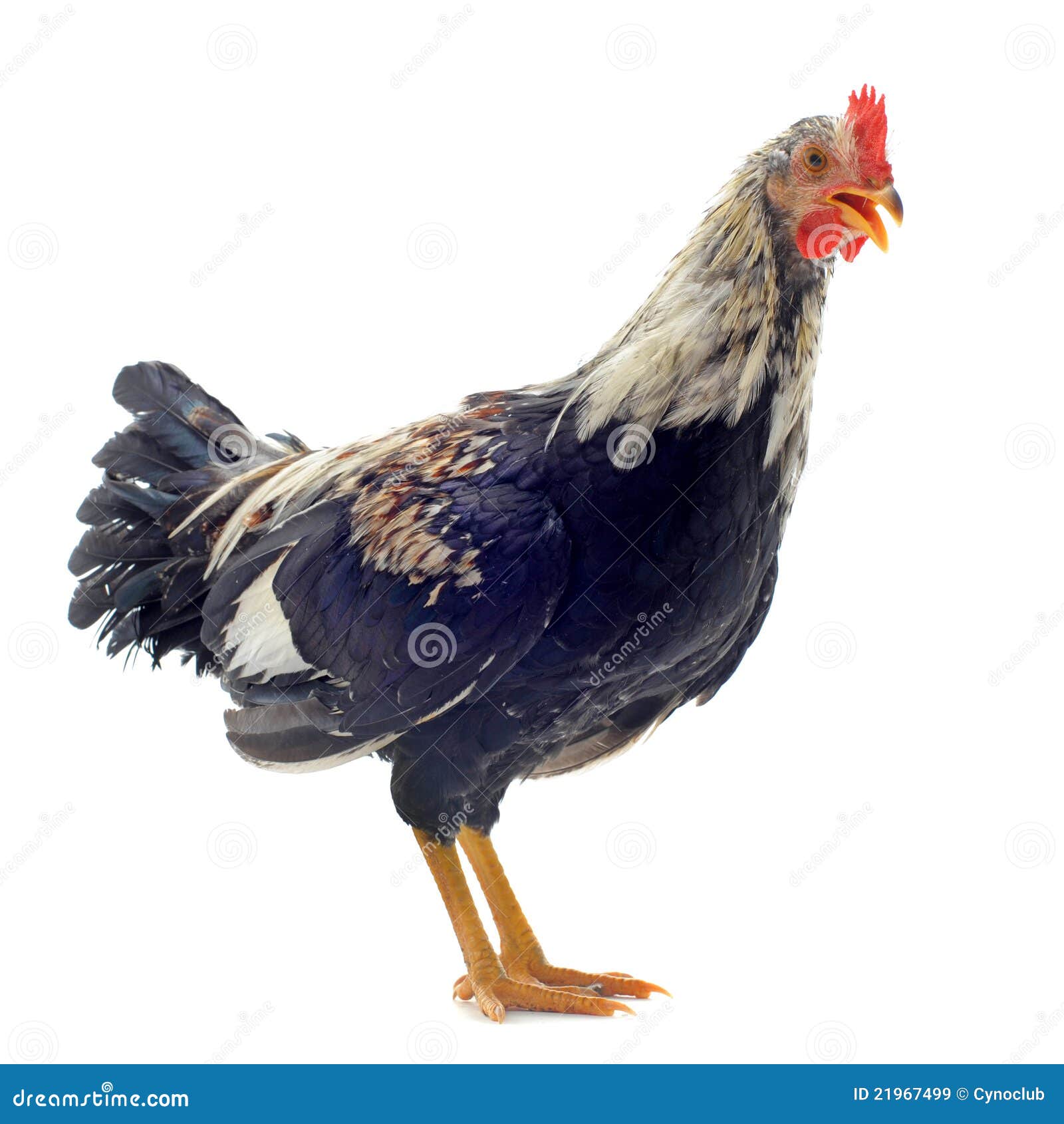 Junger kleiner Hahn stockbild. Bild von huhn, tier, gegacker - 21967499