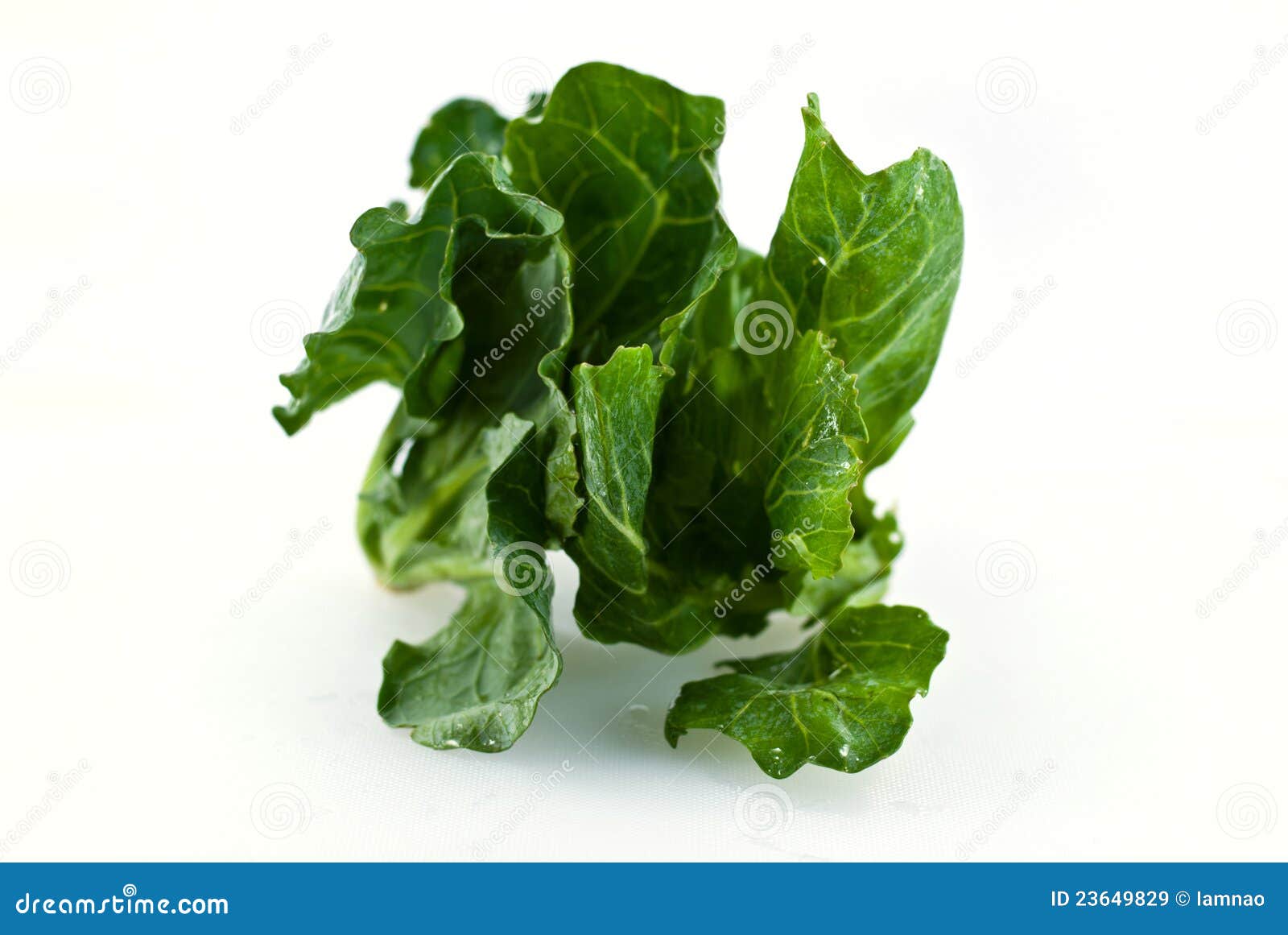 Junger Kohl stockbild. Bild von wirsingkohl, nahaufnahme - 23649829