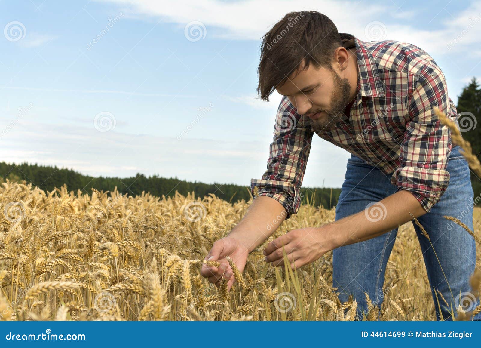 Junger Landwirt, Der Ernte Kontrolliert Stockbild - Bild von ...