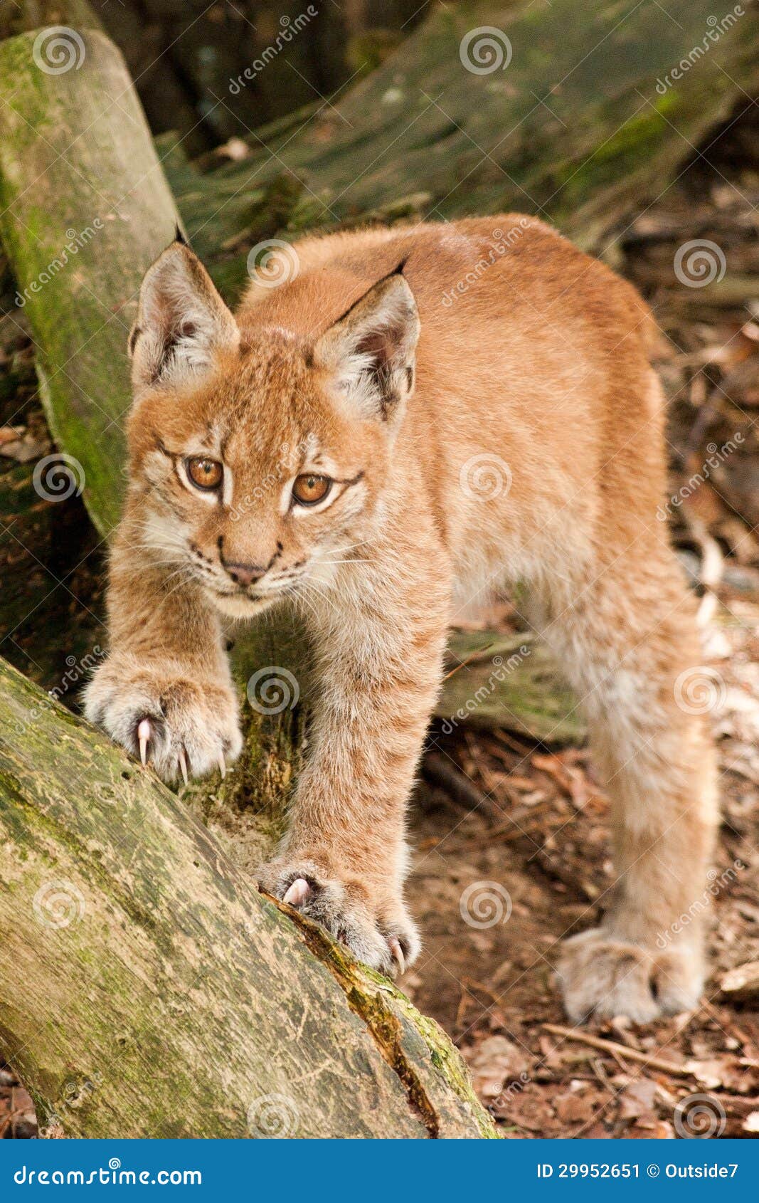 Young lynx stock image. Image of looks, tree, young, curios - 29952651
