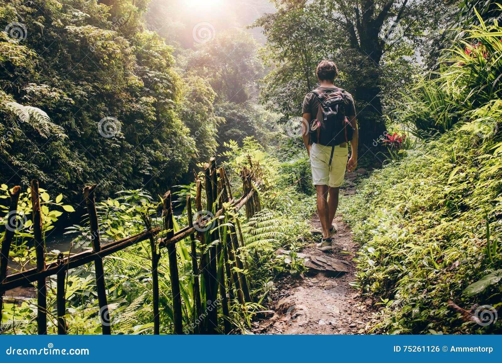 Junger Mann, Der in Den Wald Wandert Stockfoto - Bild von wald ...