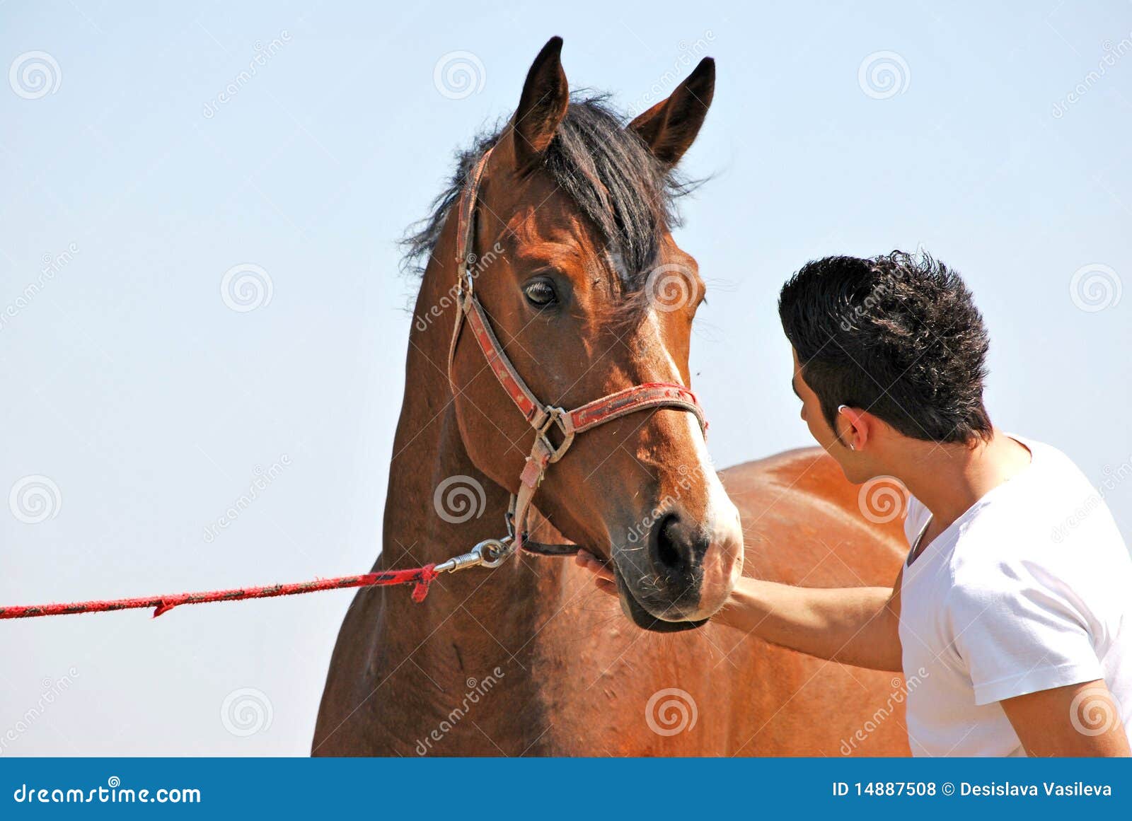 Junger Mann und Pferd stockfoto. Bild von porträt, weide - 14887508