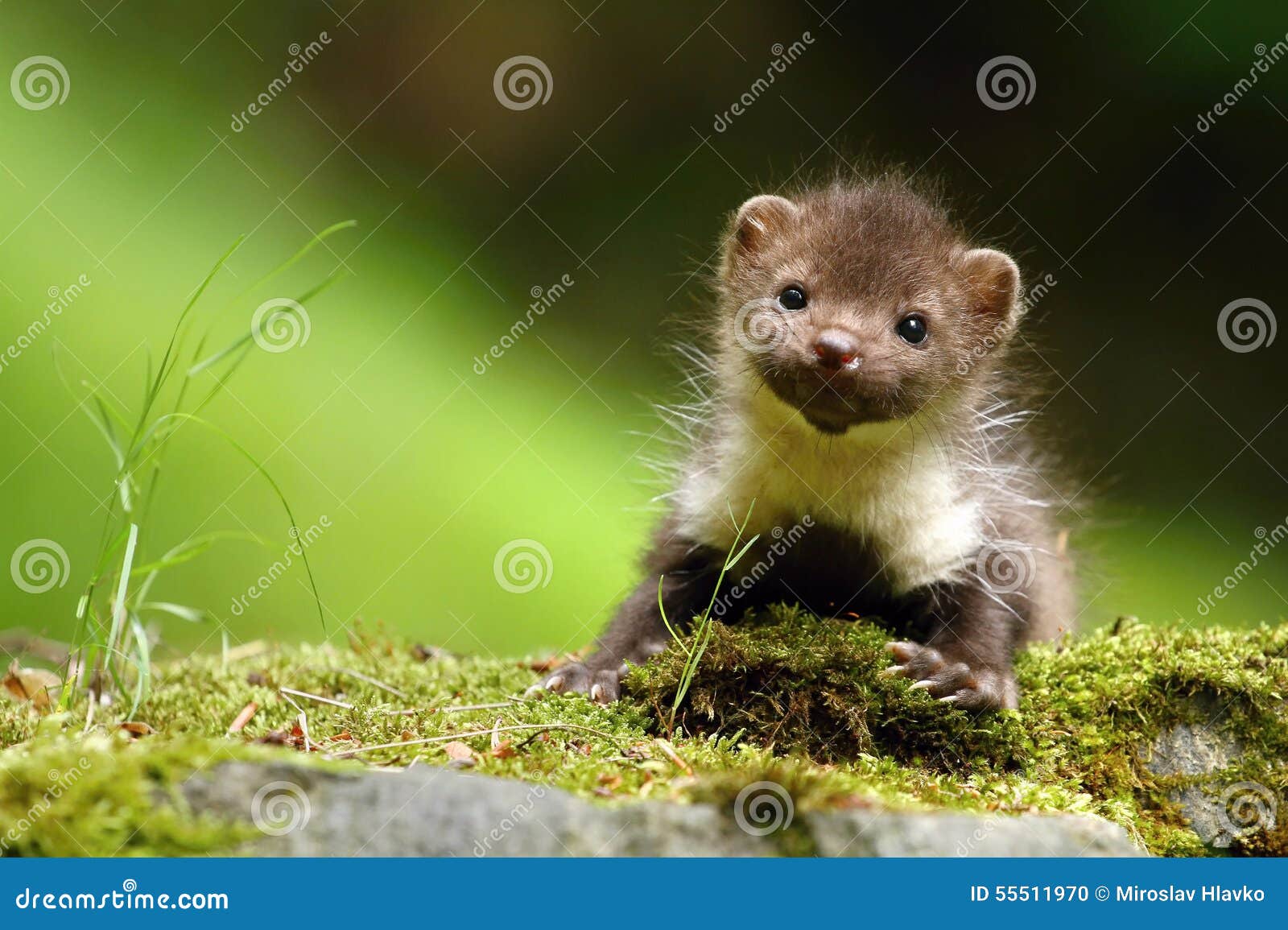 Junger Marder stockfoto. Bild von jung, wiesel, tier - 55511970