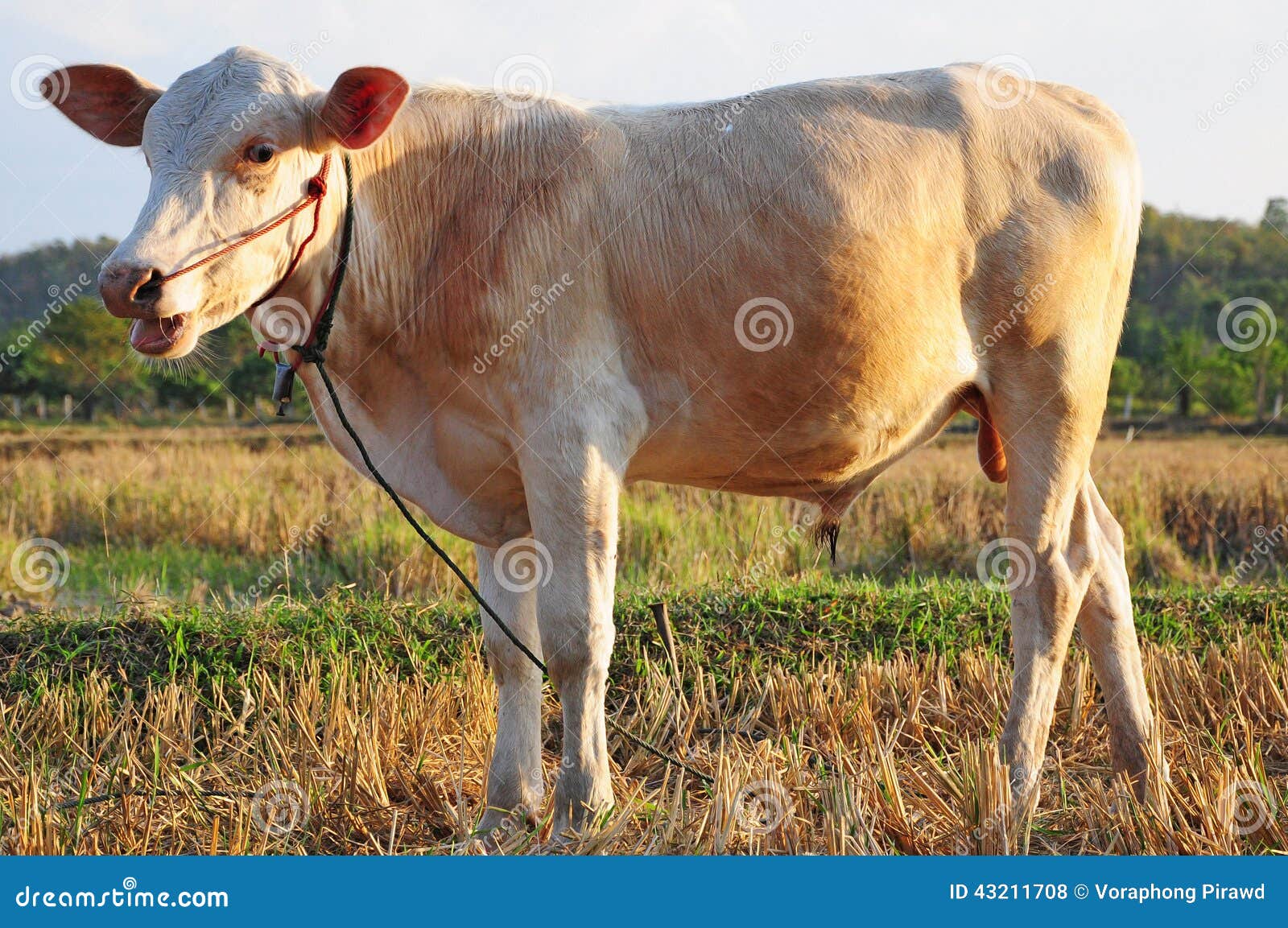 Junger Ochse stockfoto. Bild von stier, vieh, thailand - 43211708