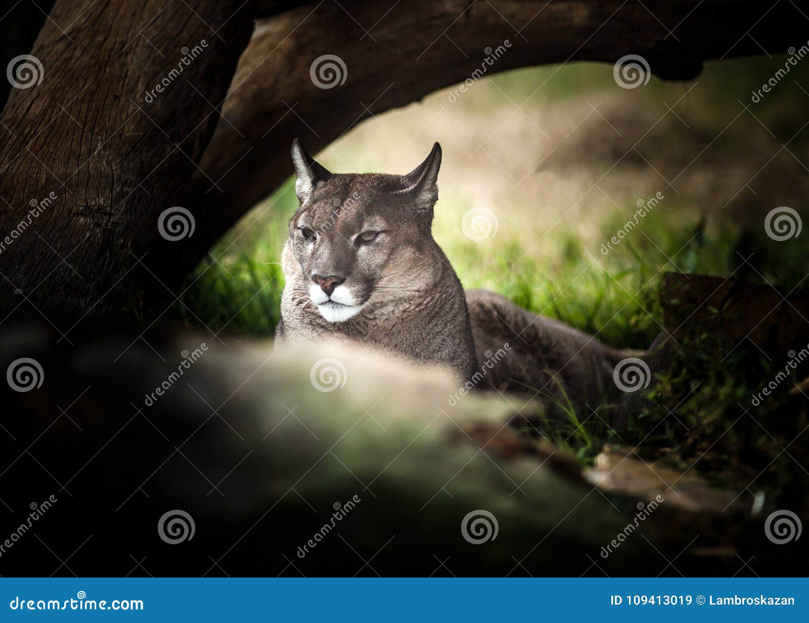 Junger Puma, Der Oben Unter Baum, Abschluss Stillsteht Stockbild - Bild ...