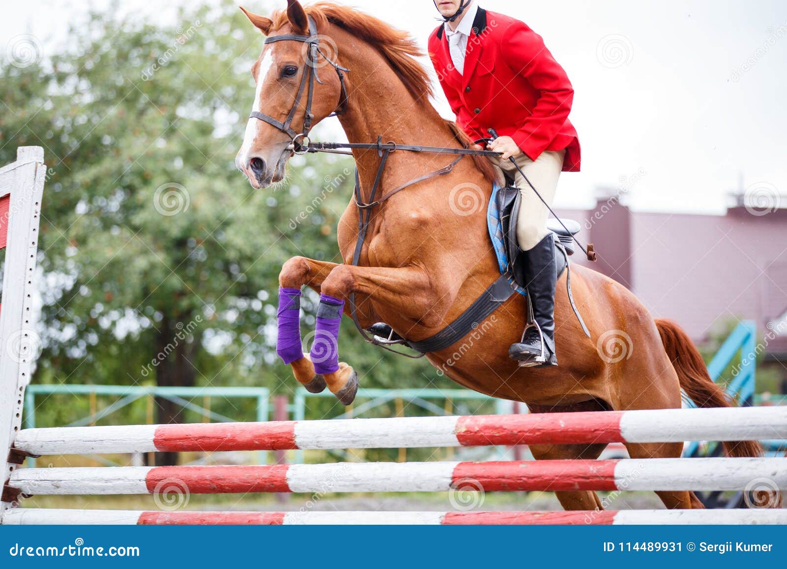 Pferd Springen Hindernis Archivbilder - Abgabe des Download-3,734 geben ...