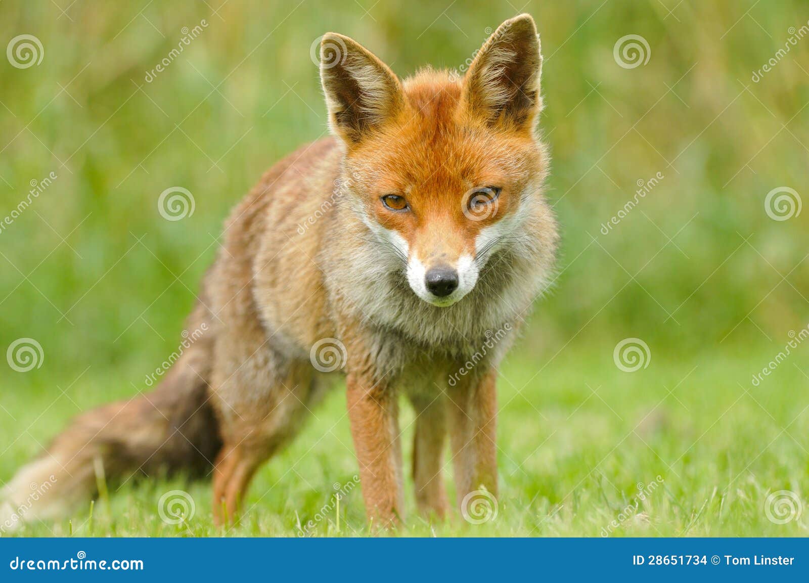 Junger roter Fuchs stockfoto. Bild von europa, nave, wildnis - 28651734