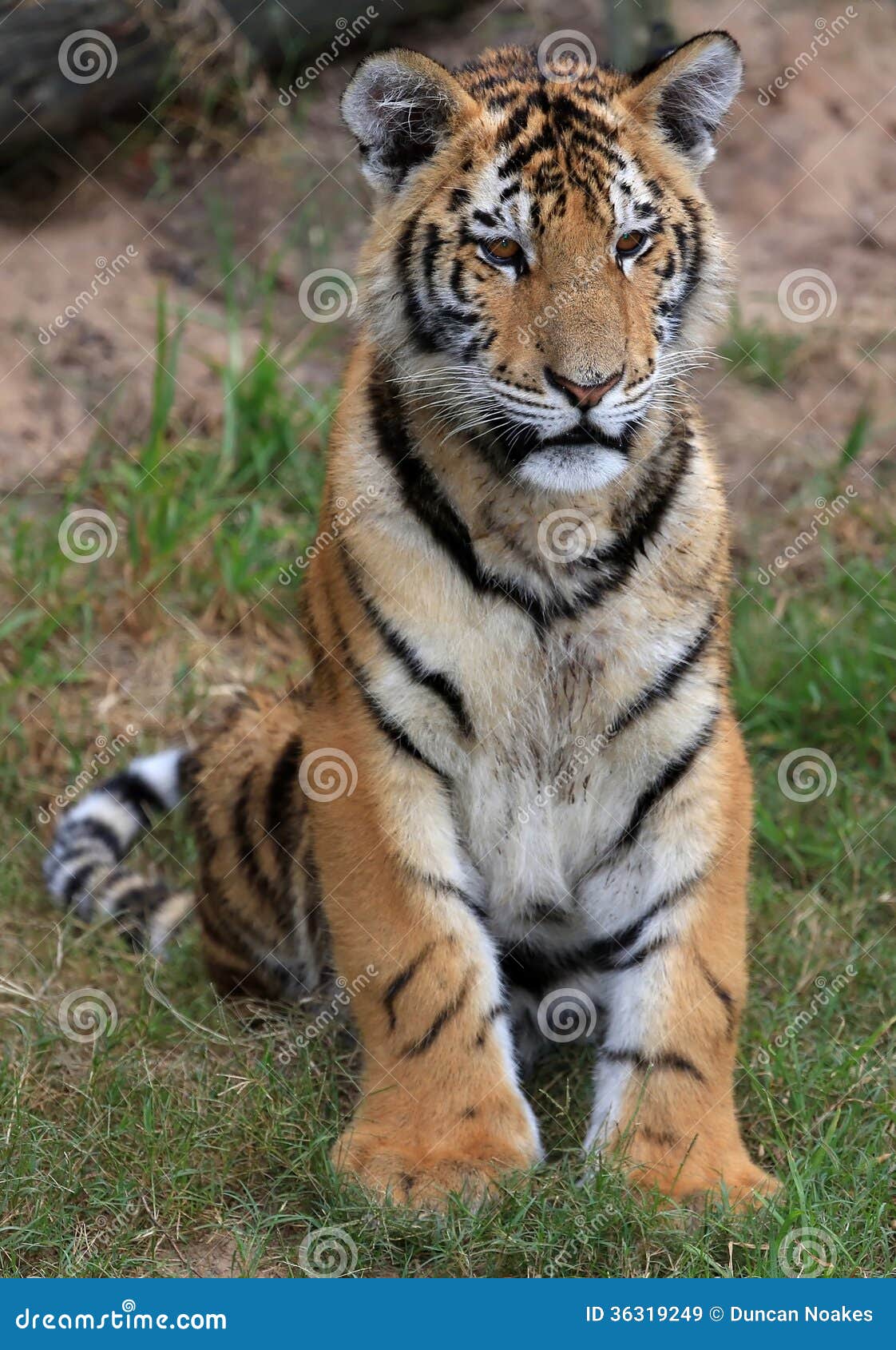 Junger Tiger stockbild. Bild von säugetier, geschöpf - 36319249