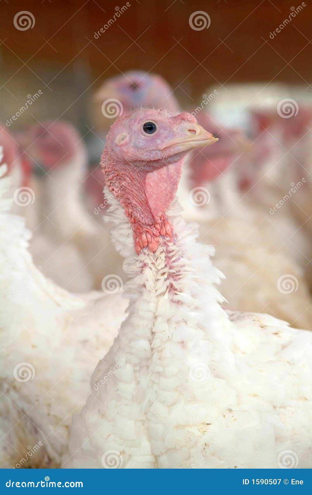 Junger Truthahn stockbild. Bild von nahrung, stange, sand - 1590507