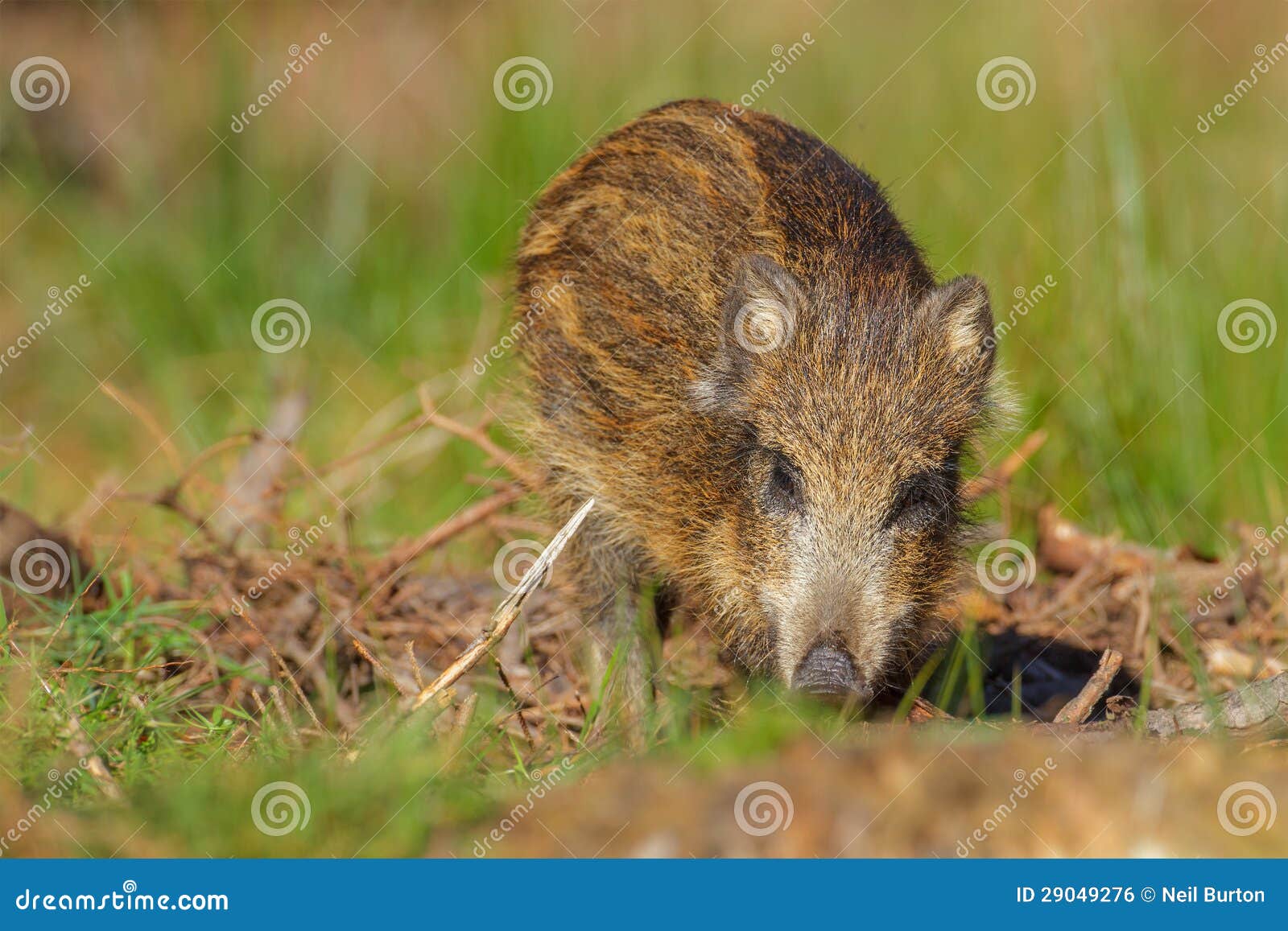 Junger Wald Des Wilden Ebers Im Frühjahr Stockfoto - Bild von nett ...