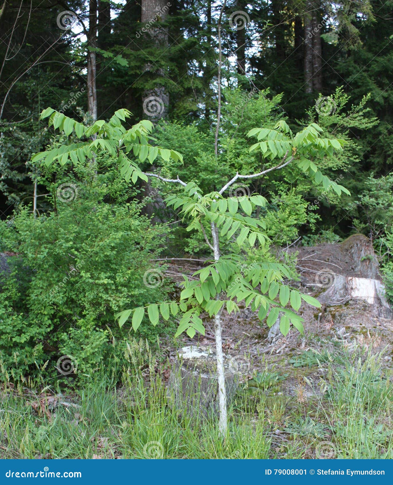 Junger Walnuss-Baum stockbild. Bild von sommer, grün - 79008001