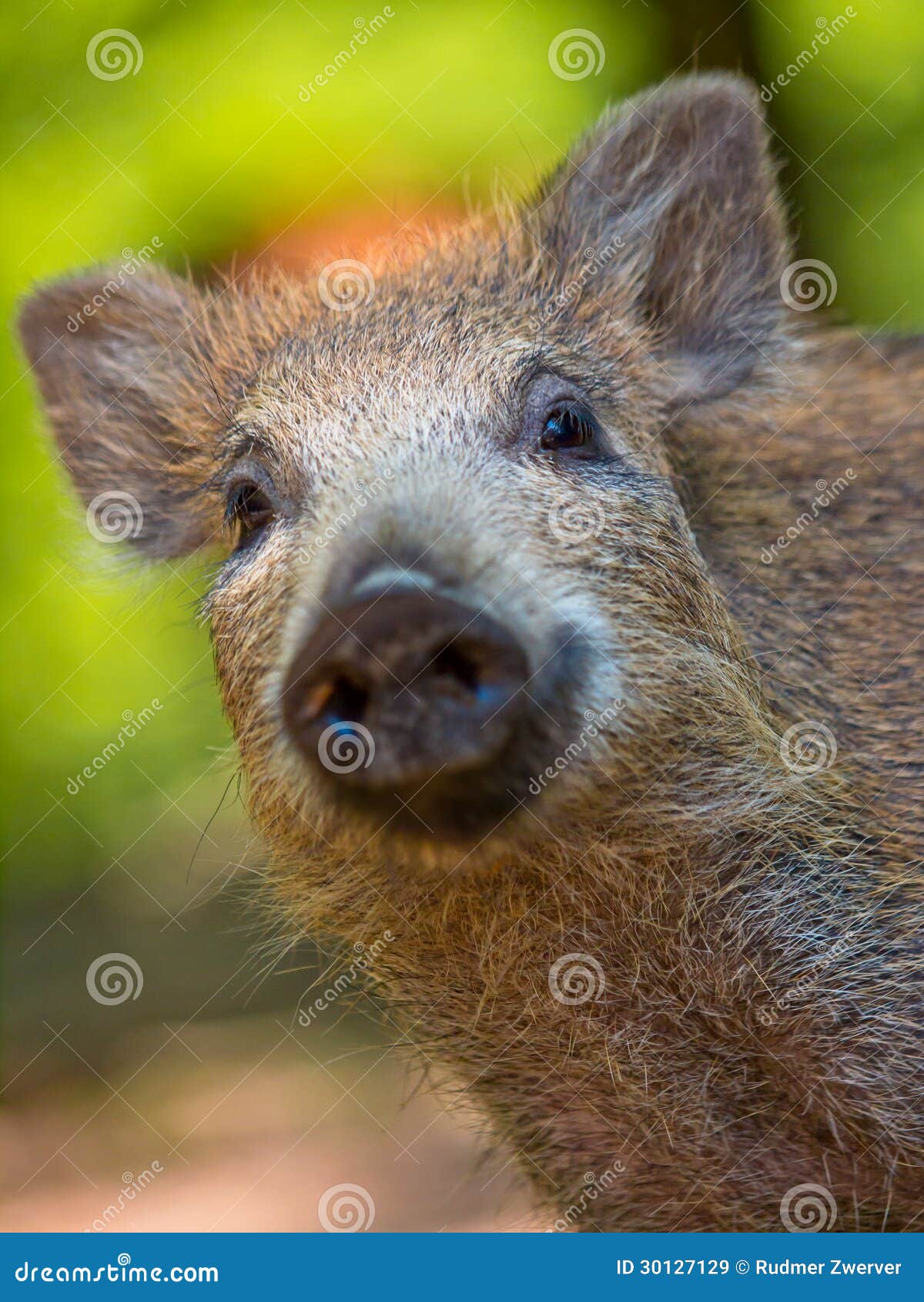 Junger wilder Eber stockbild. Bild von haar, geschöpf - 30127129