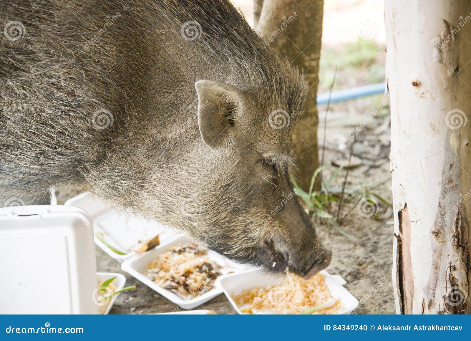 Junger Wilder Eber, Der Menschliches Lebensmittel Isst Stockfoto - Bild ...