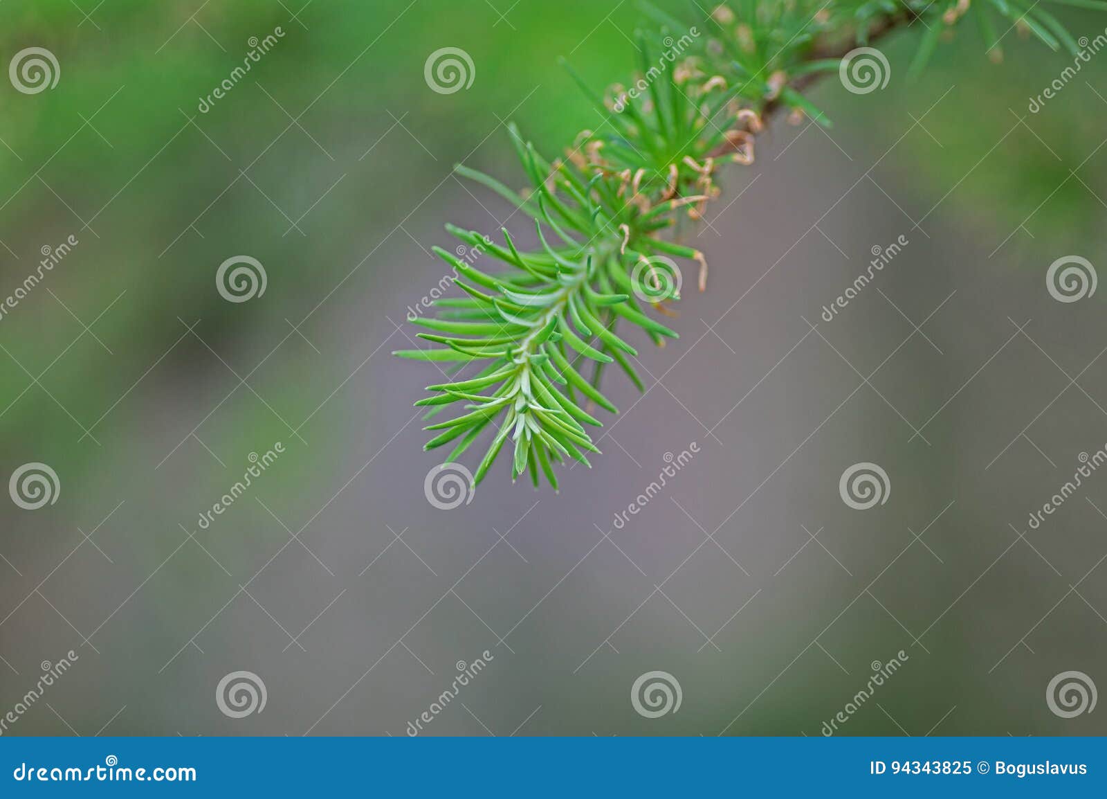 Junger Zweig einer Fichte stockbild. Bild von wachstum - 94343825