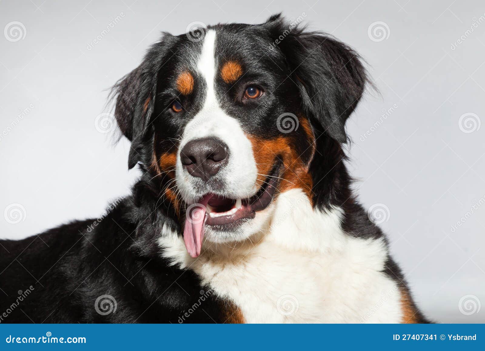 Junges berner sennen Hund. stockbild. Bild von beweglich - 27407341