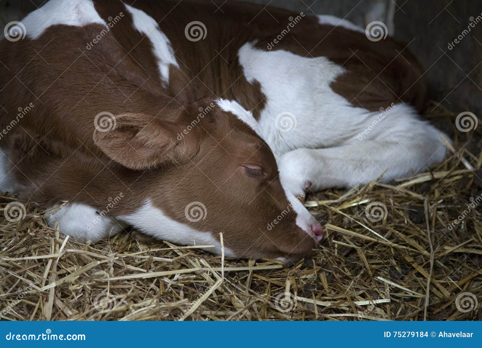 Junges Braunes Oder Rotes Kalb Oin Stroh Der Scheune Stockfoto - Bild ...