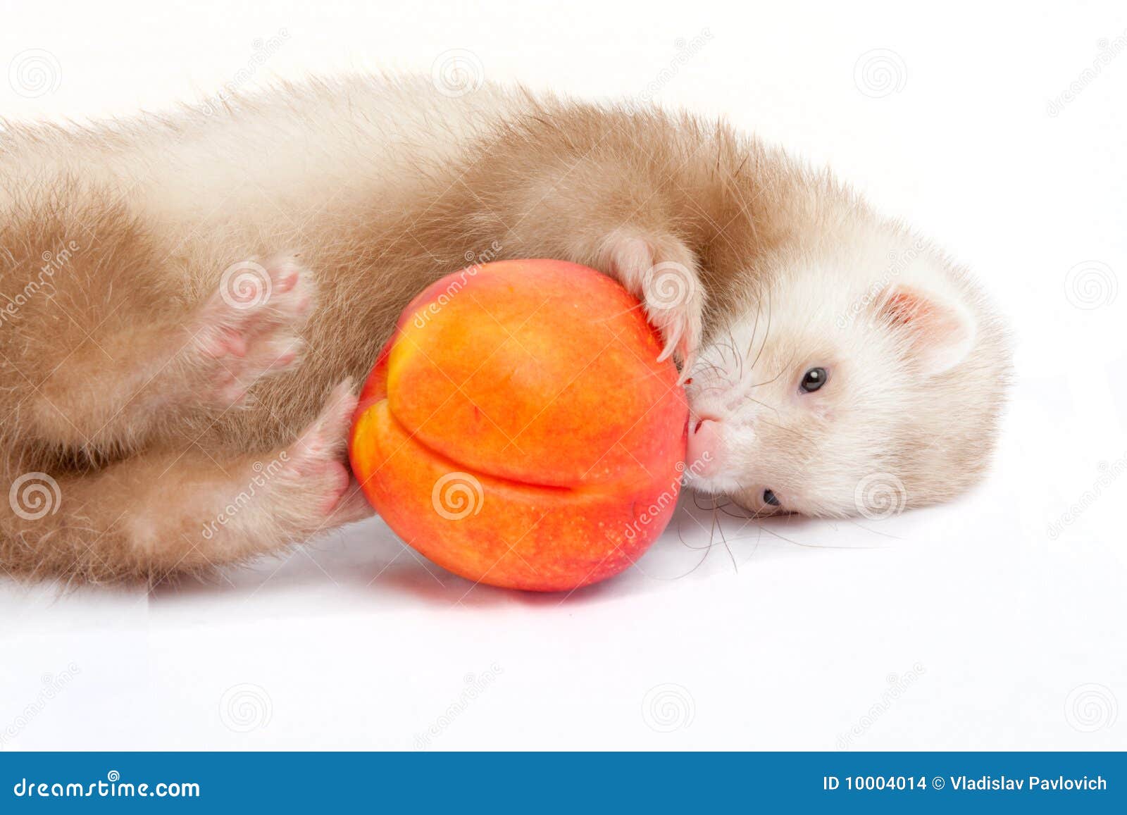 Junges Frettchen, Das Mit Einem Pfirsich Spielt Stockfoto - Bild von ...