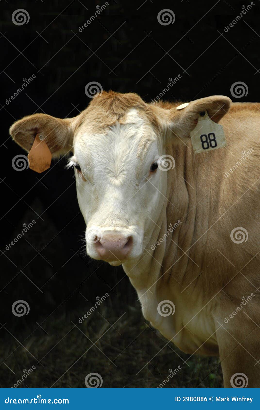 Junges Kalb stockfoto. Bild von tiere, nahaufnahme, ochse - 2980886