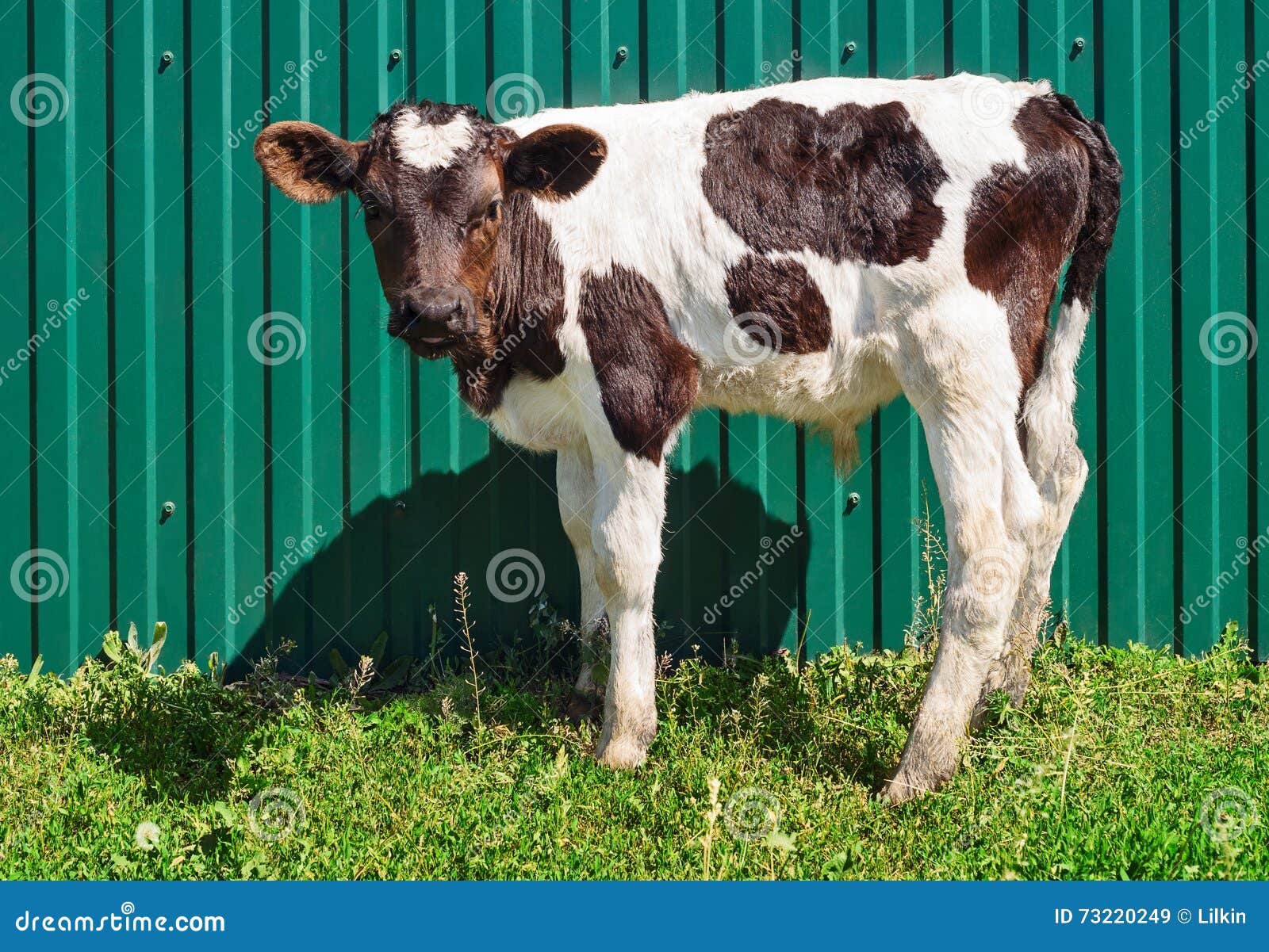 Junges Kalb stockbild. Bild von tier, zaun, wiese, rindfleisch - 73220249