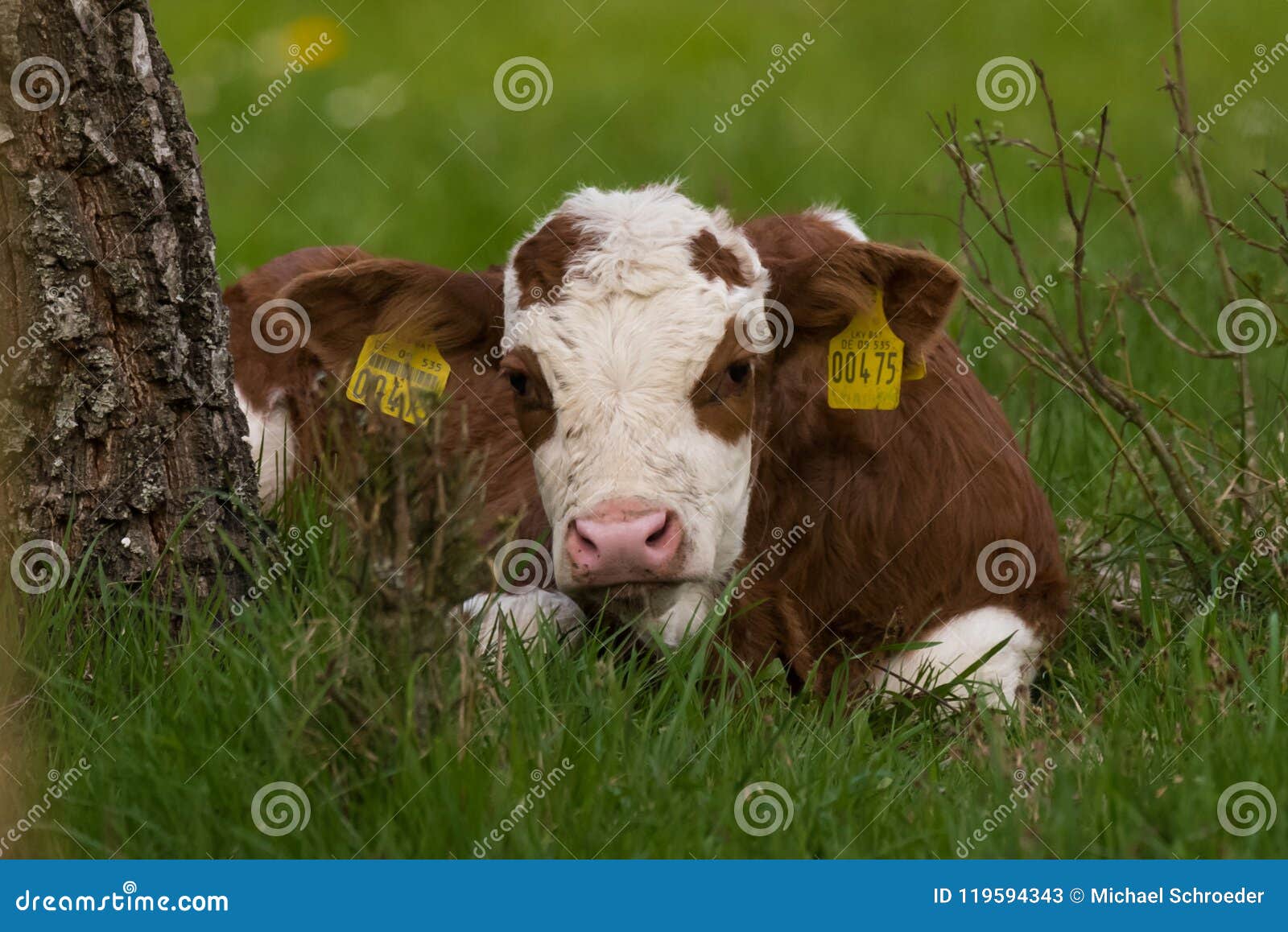 Junges Kalb Liegt in Der Wiese Redaktionelles Stockfoto - Bild von ...