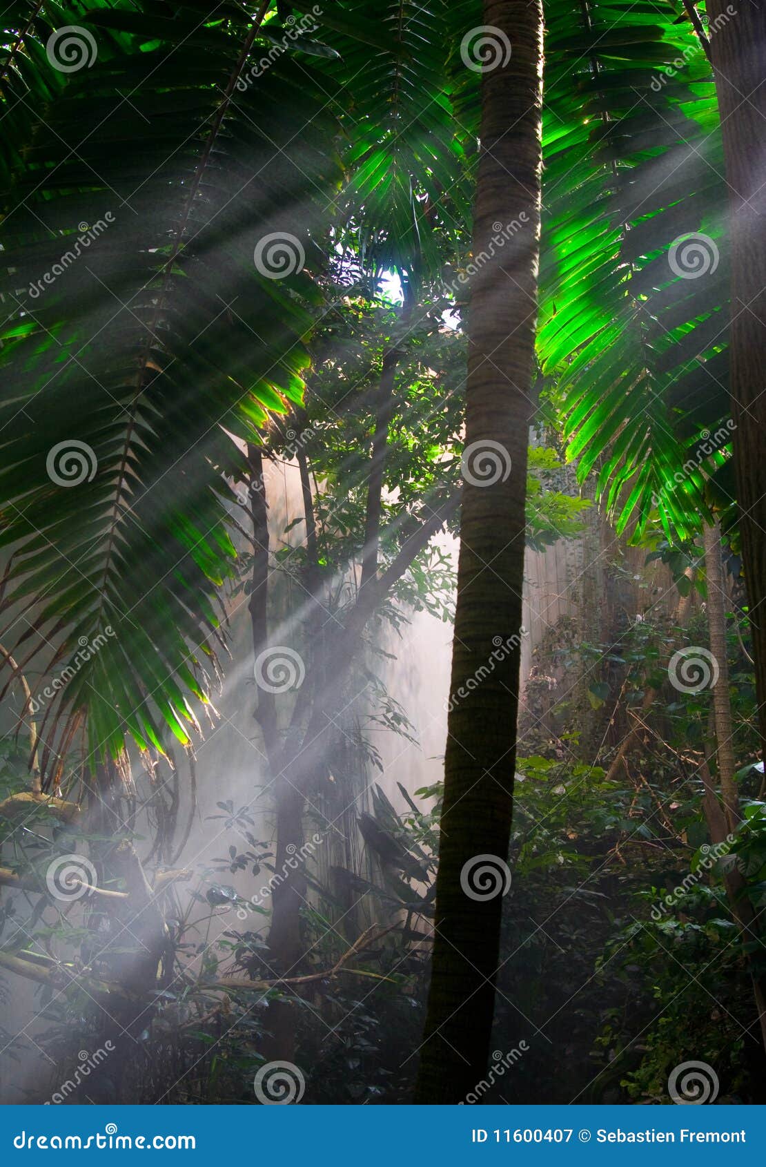 Equatorial Jungle. Mountains Covered With Dense Jungle. Africa, Stock ...
