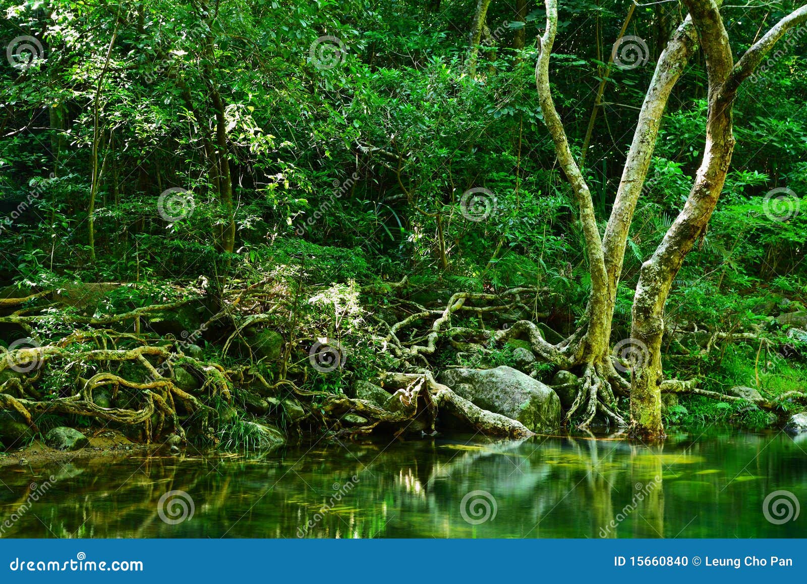 Jungle stock photo. Image of nature, color, environment - 15660840