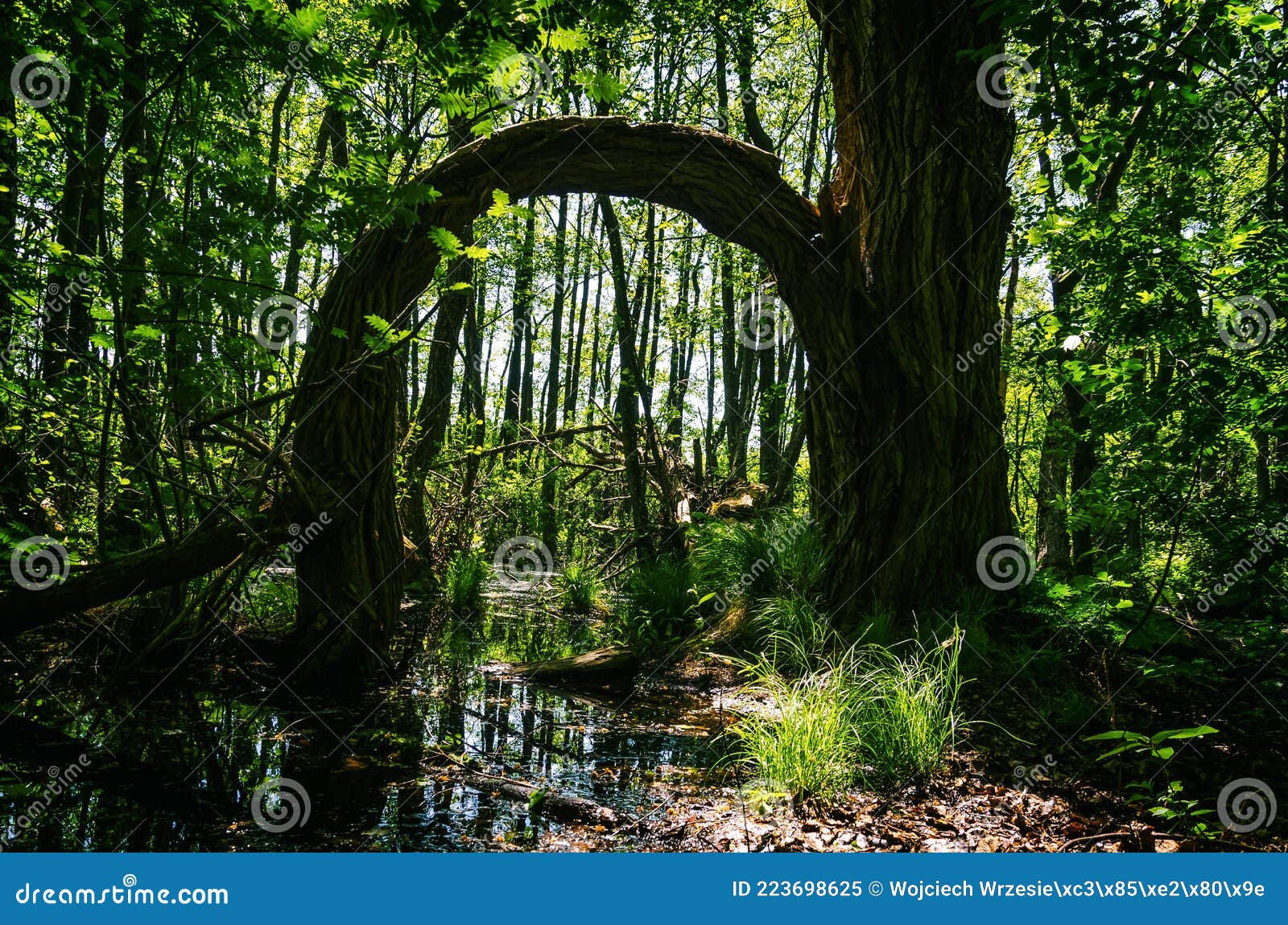 MORASS stock image. Image of swamp, tree, environment - 223698625