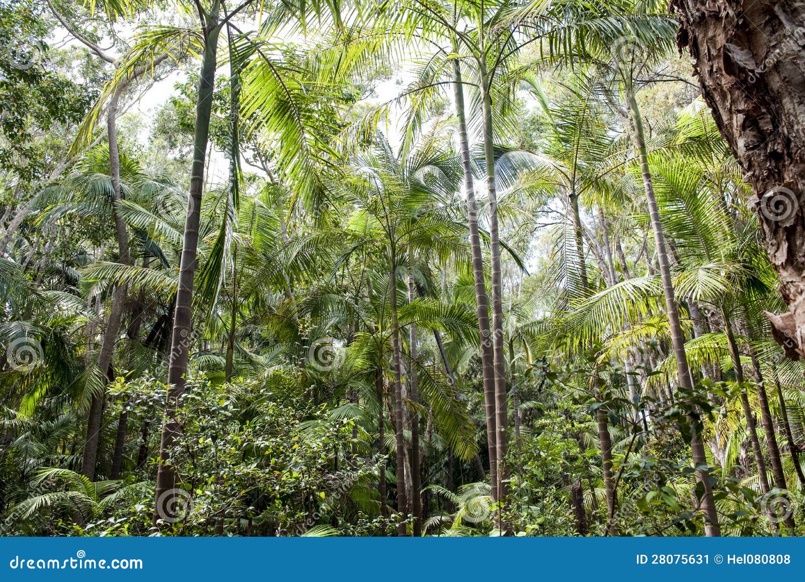 Australian Jungle stock image. Image of light, palm, outdoor - 28075631