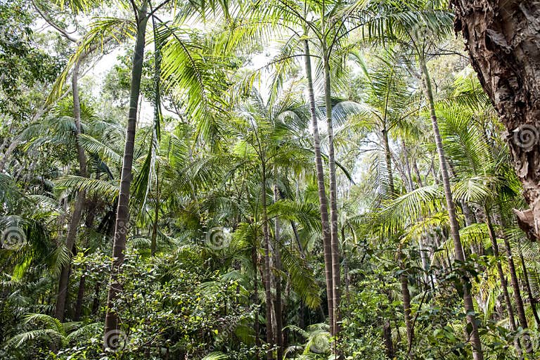 Australian Jungle stock image. Image of light, palm, outdoor - 28075631