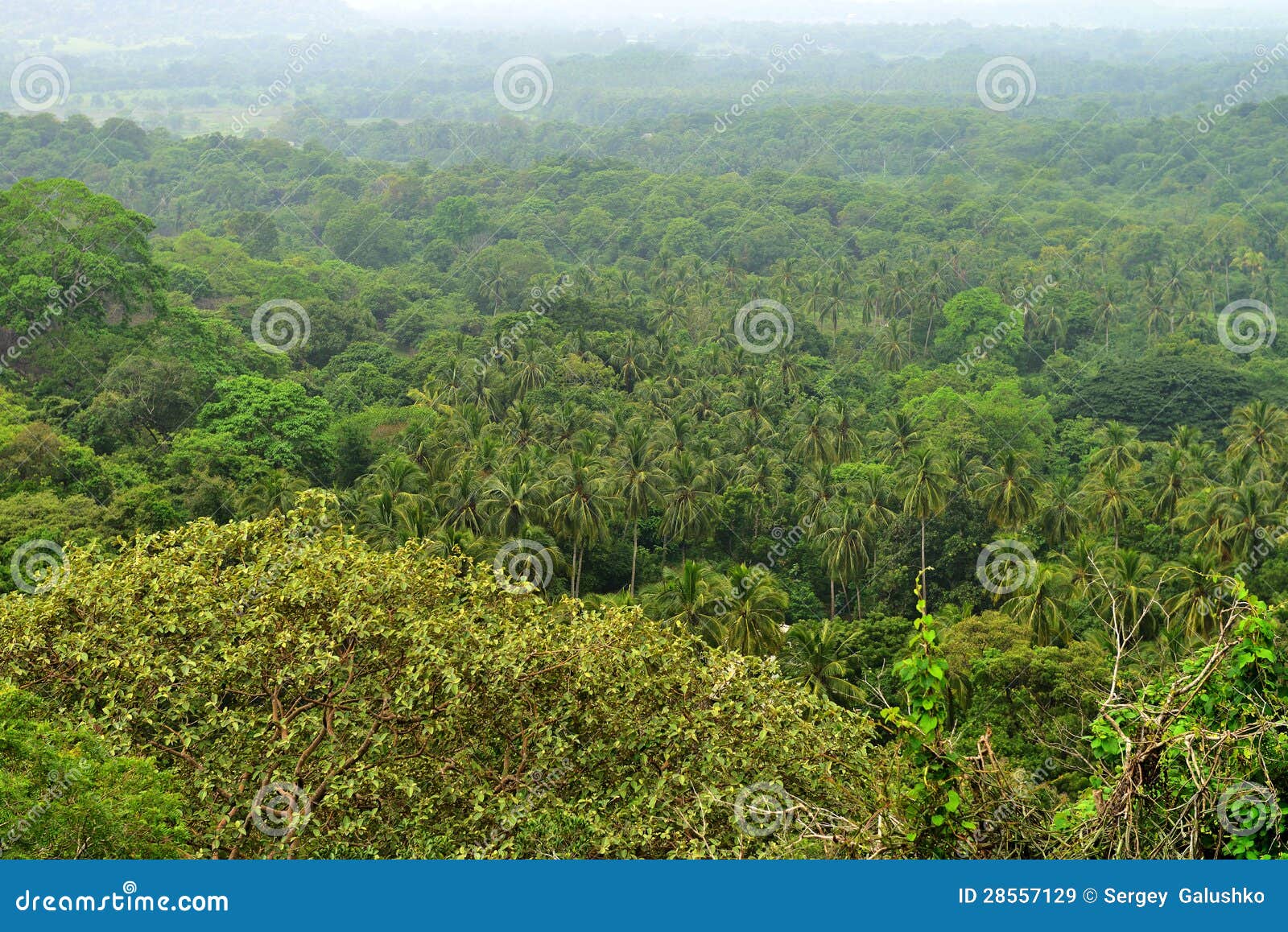 Jungle stock image. Image of environment, journey, jungle - 28557129