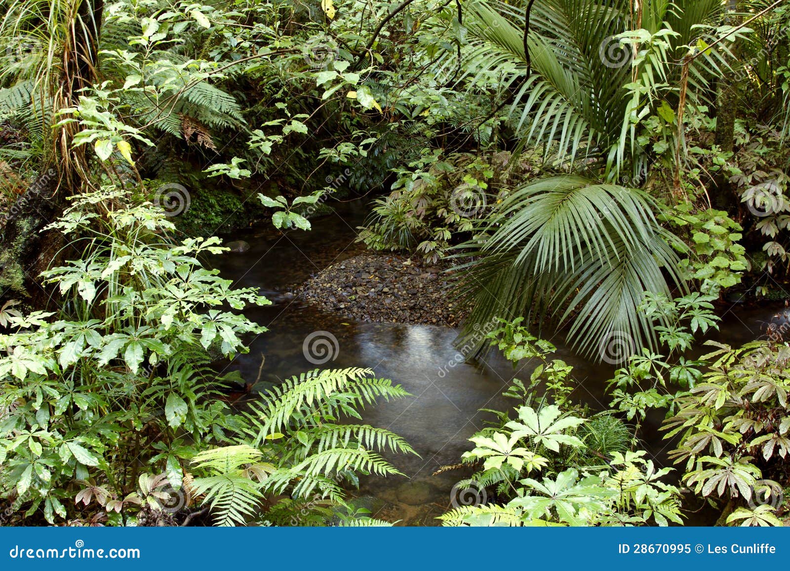 Jungle stock image. Image of clean, freshness, pure, creek - 28670995