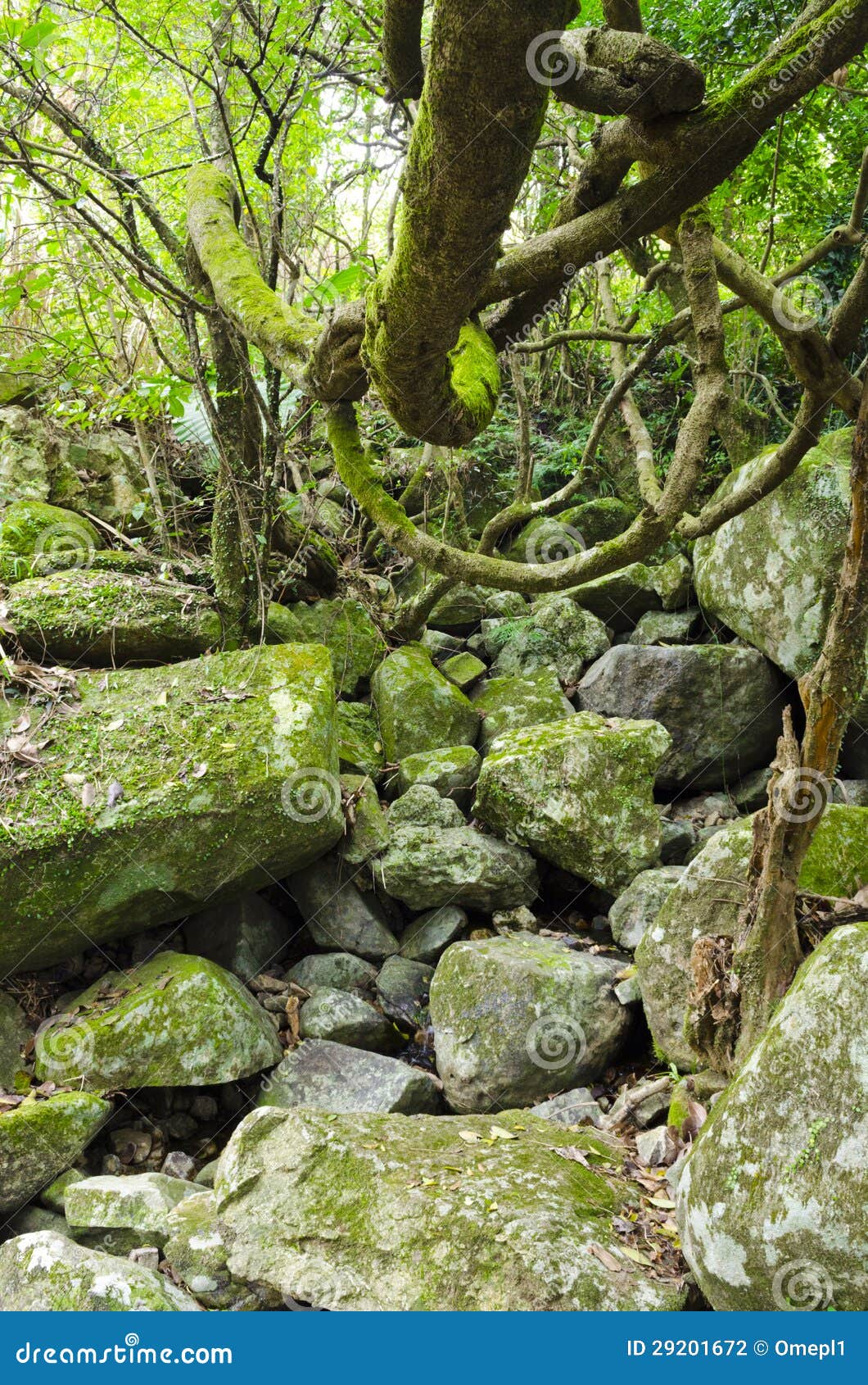 Rainforest Rocks